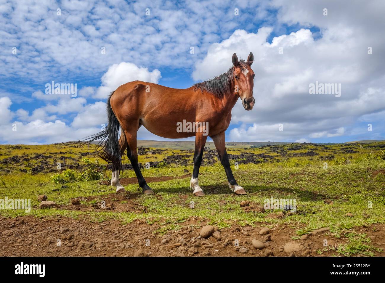 Horse in easter island field, pacific ocean, Chile. Horse in easter ...