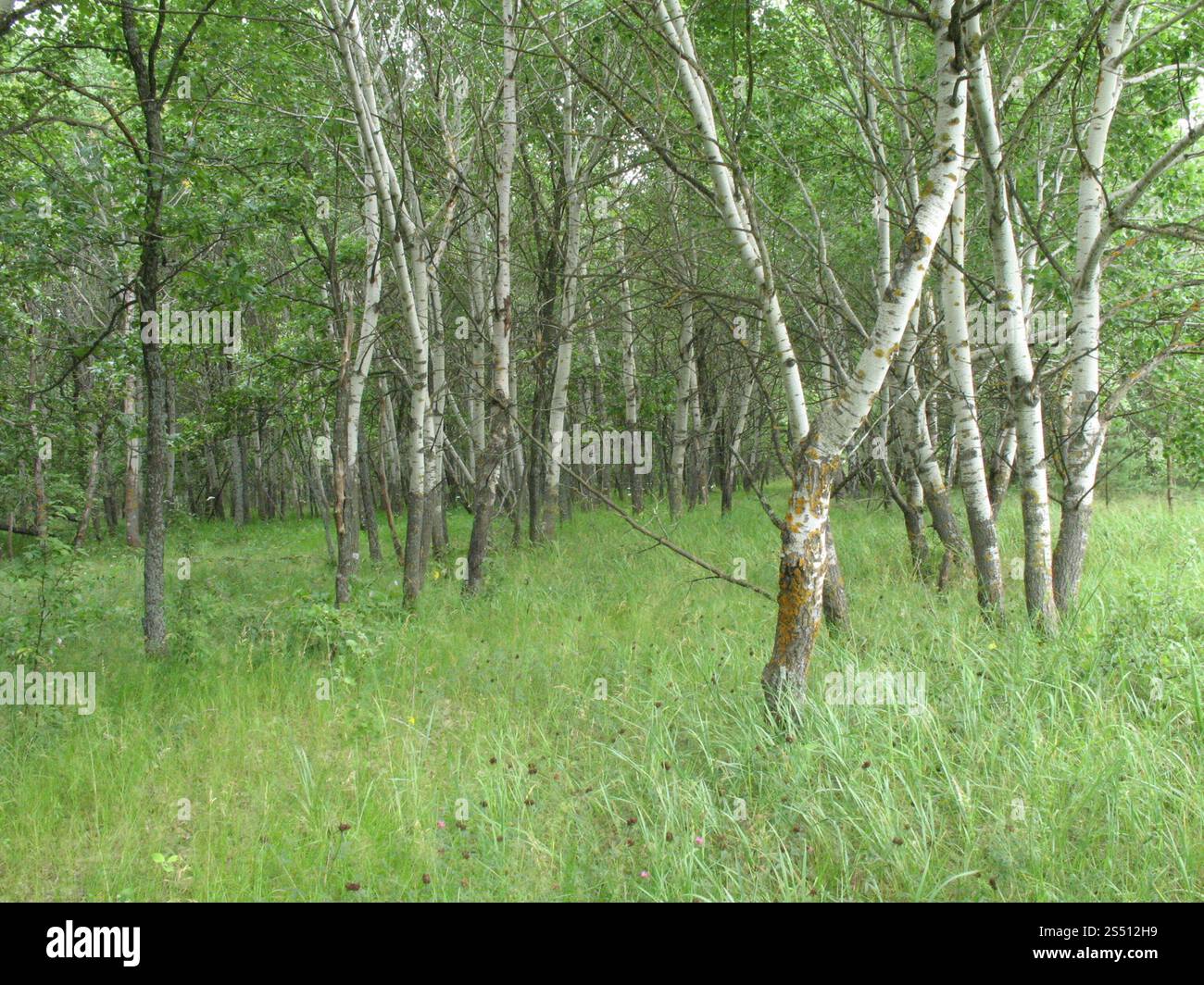 European aspen (Populus tremula Stock Photo - Alamy