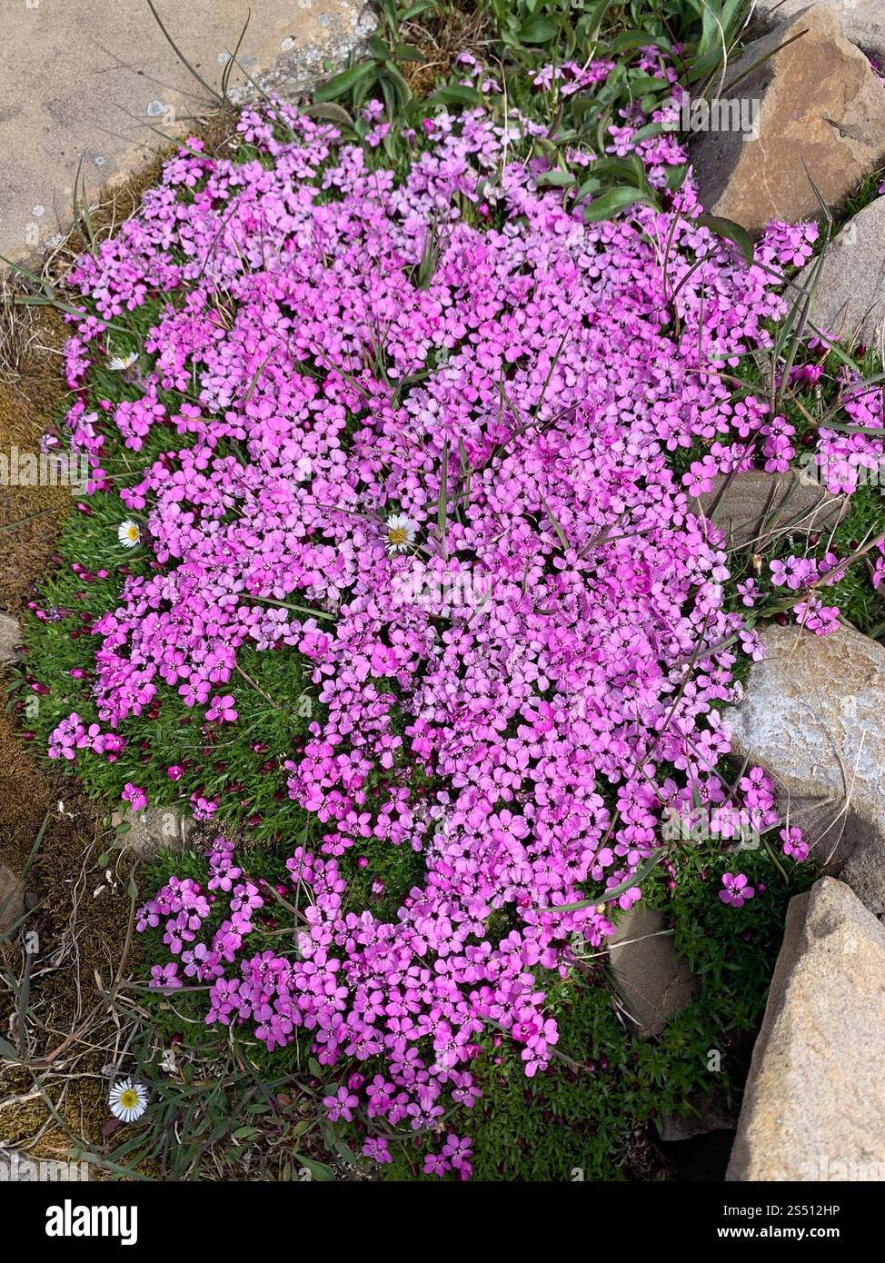 Moss Campion (Silene acaulis Stock Photo - Alamy