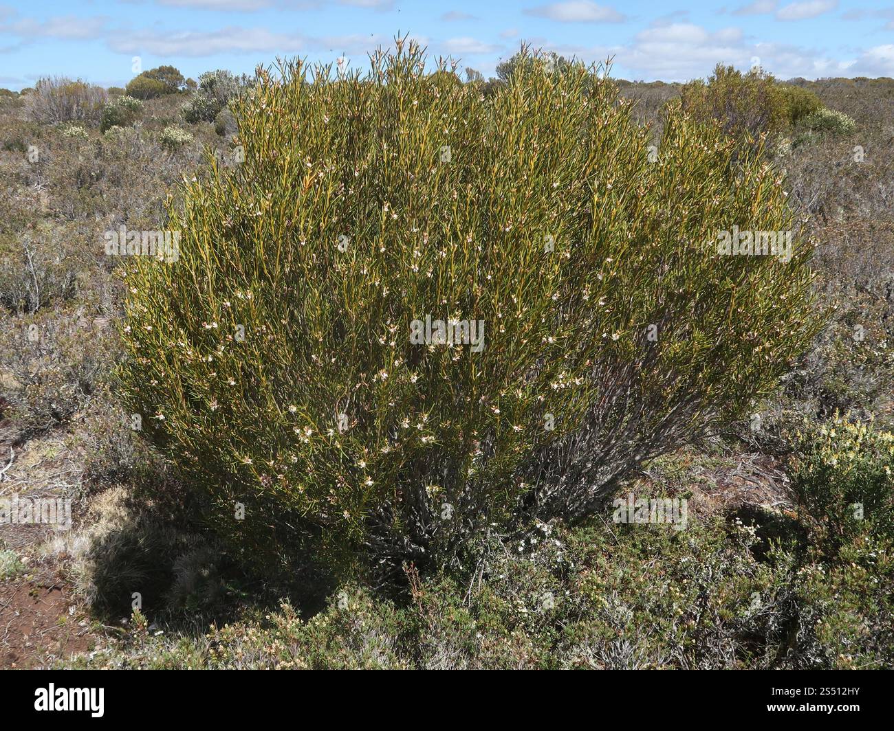 Yellow Bush (Orites acicularis Stock Photo - Alamy