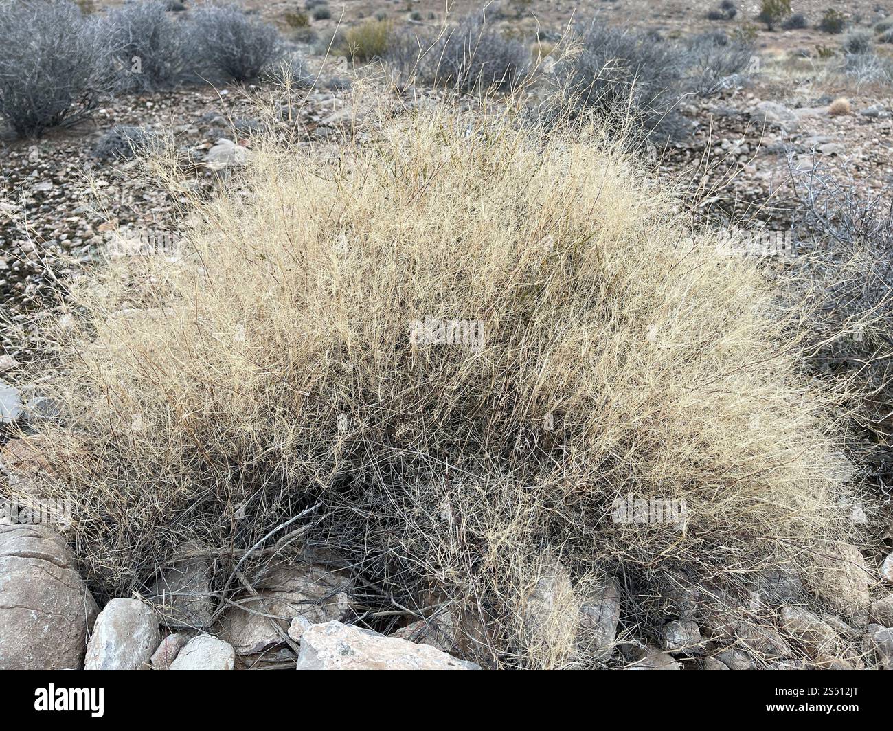 Bush Muhly (Muhlenbergia porteri Stock Photo - Alamy