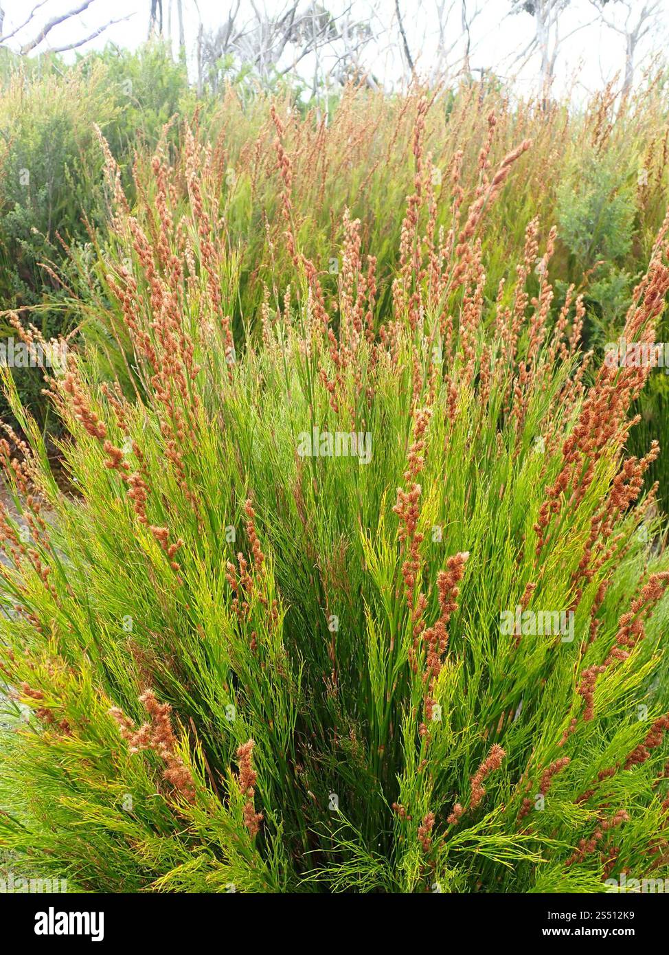 Cord rush hi-res stock photography and images - Alamy