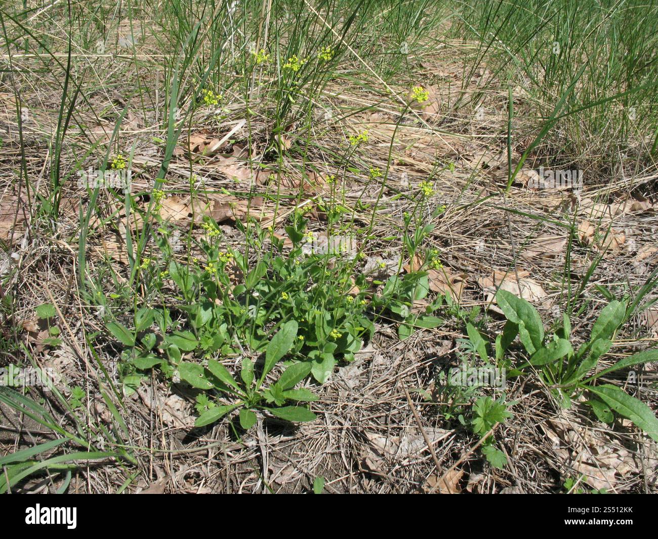 Wood Whitlow-grass (Draba nemorosa Stock Photo - Alamy