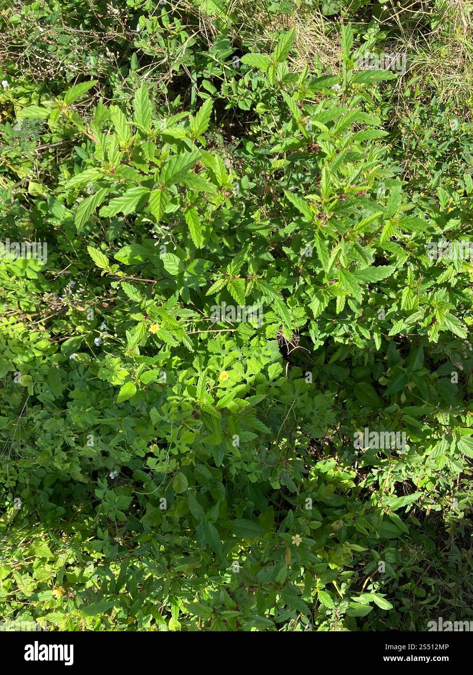 three-lobe false mallow (Malvastrum coromandelianum Stock Photo - Alamy