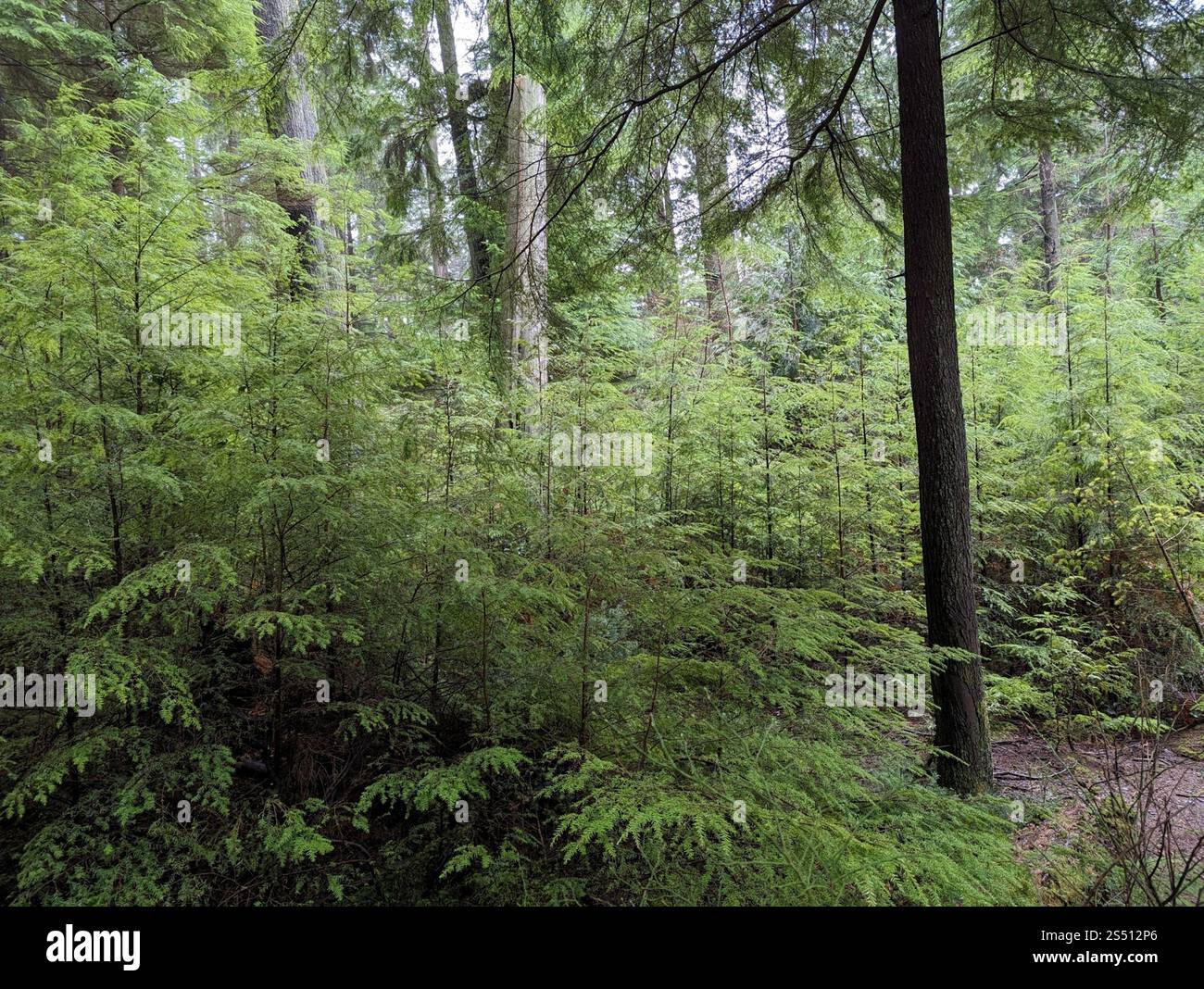 western hemlock (Tsuga heterophylla Stock Photo - Alamy