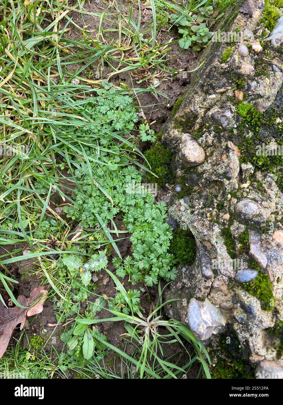 Field Parsley Piert (Alchemilla arvensis Stock Photo - Alamy