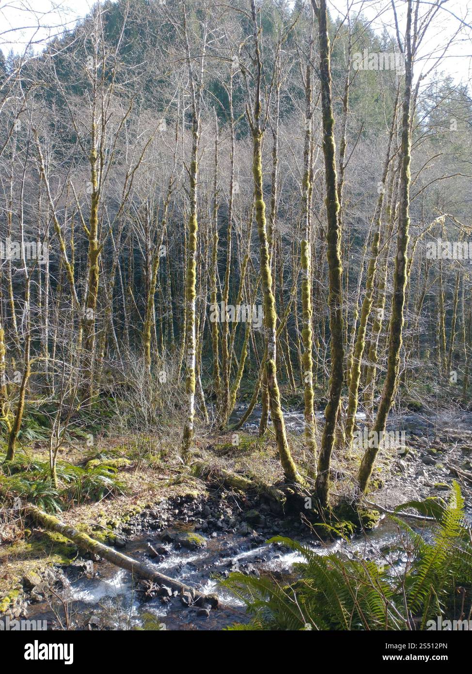 Red Alder (Alnus rubra Stock Photo - Alamy