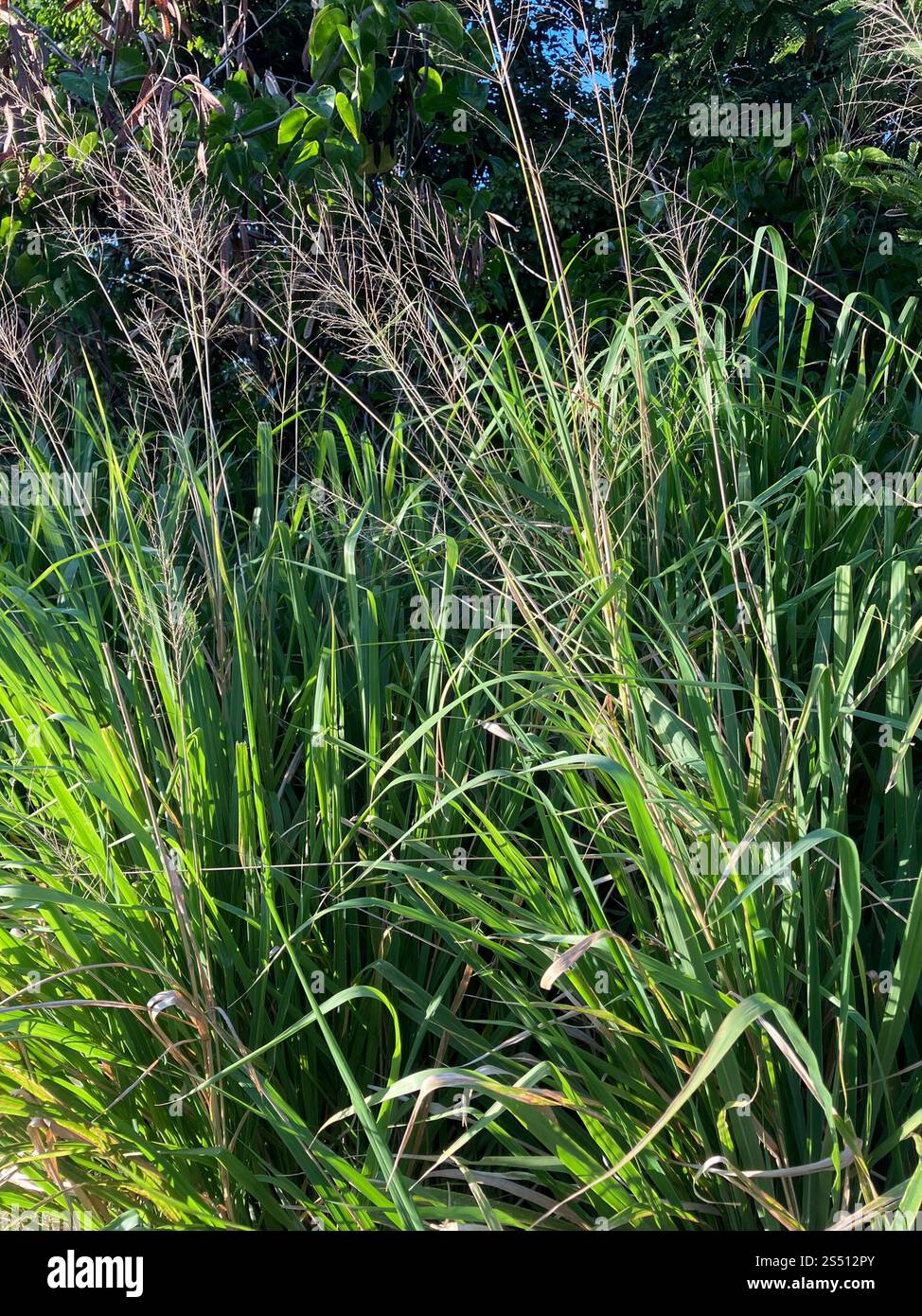 guinea grass (Megathyrsus maximus Stock Photo - Alamy