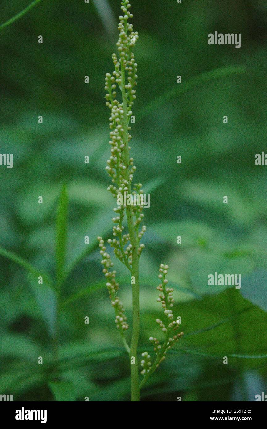 rattlesnake fern (Botrypus virginianus Stock Photo - Alamy