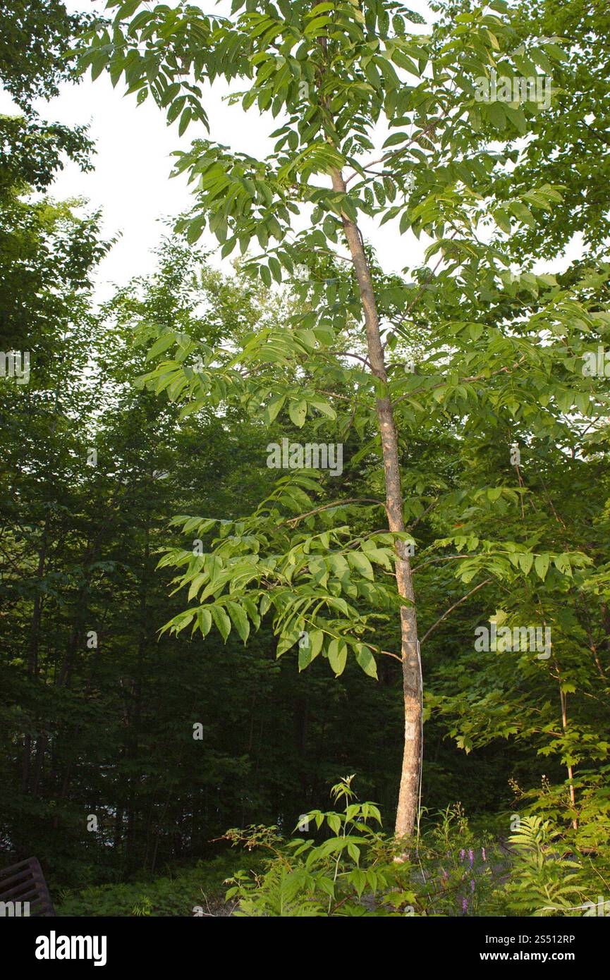 black ash (Fraxinus nigra Stock Photo - Alamy