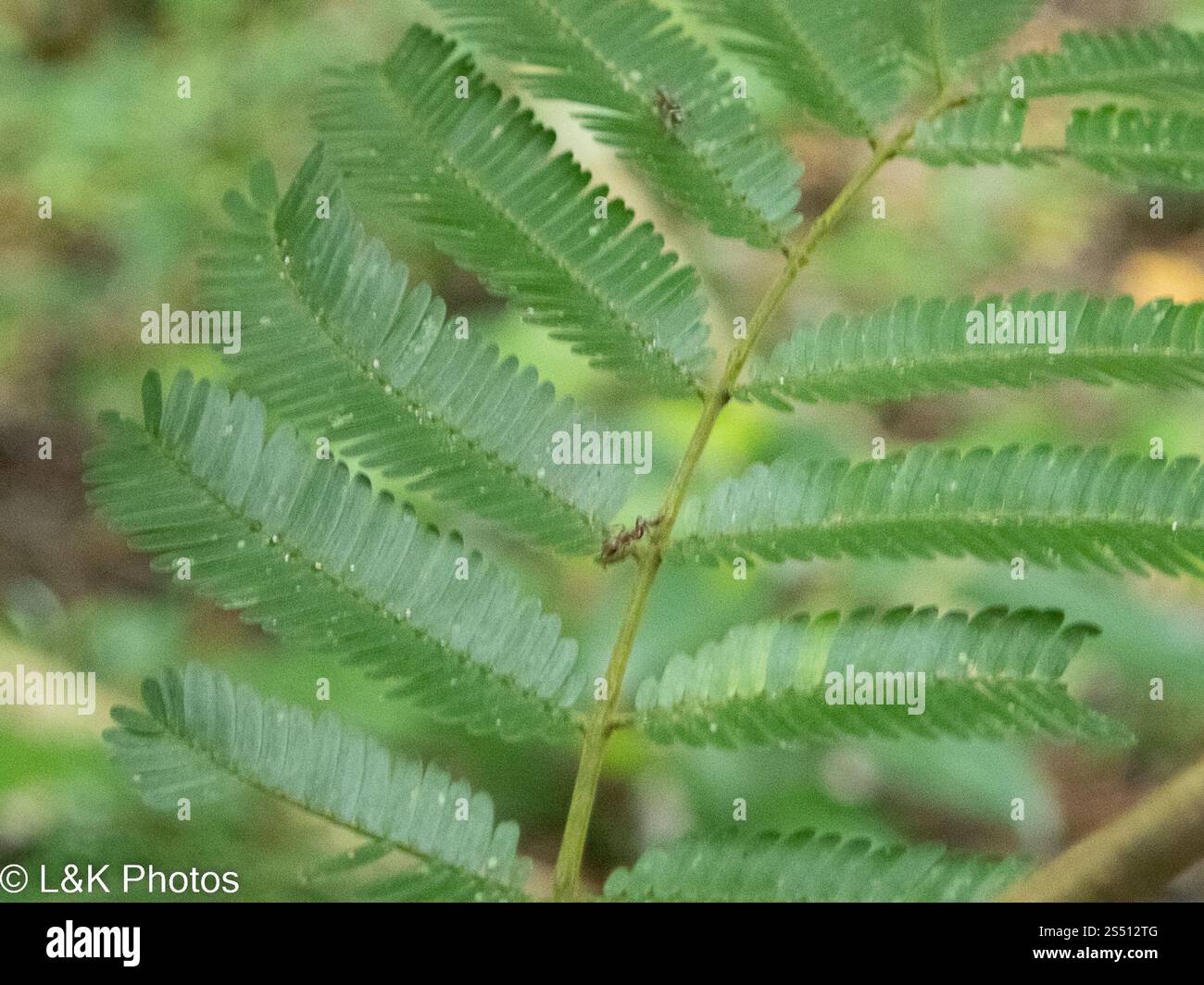 bullhorn acacia (Vachellia cornigera Stock Photo - Alamy