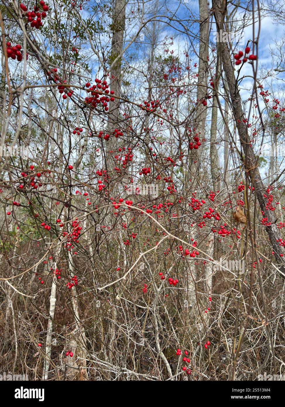 Coral Greenbrier (Smilax walteri Stock Photo - Alamy