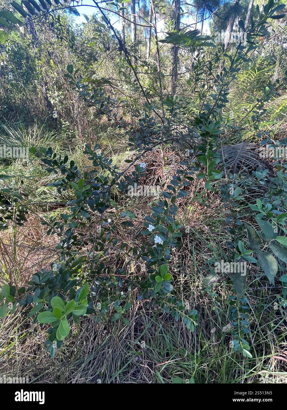 Little Strongbark (Bourreria havanensis Stock Photo - Alamy