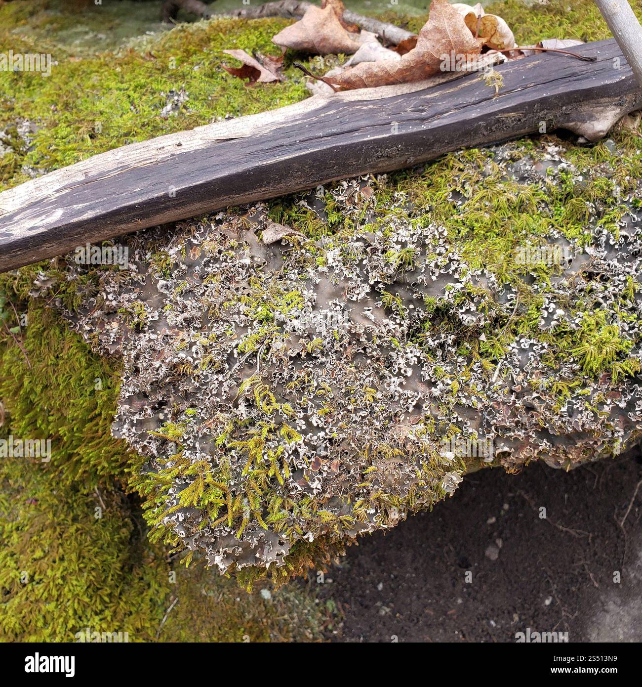 scaly pelt lichen (Peltigera praetextata Stock Photo - Alamy