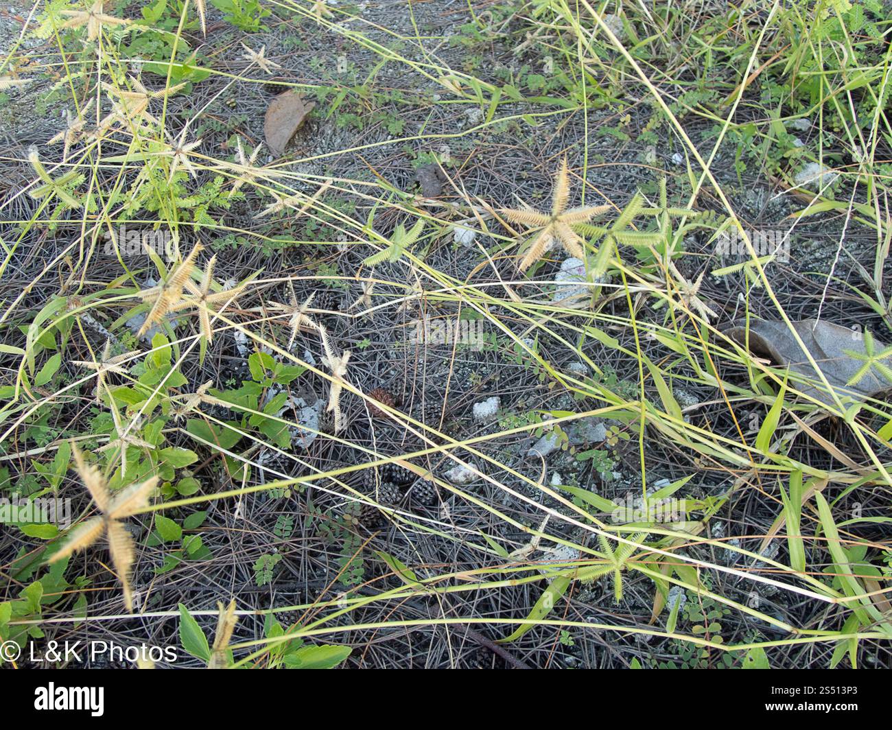 crowsfoot grasses (Dactyloctenium Stock Photo - Alamy