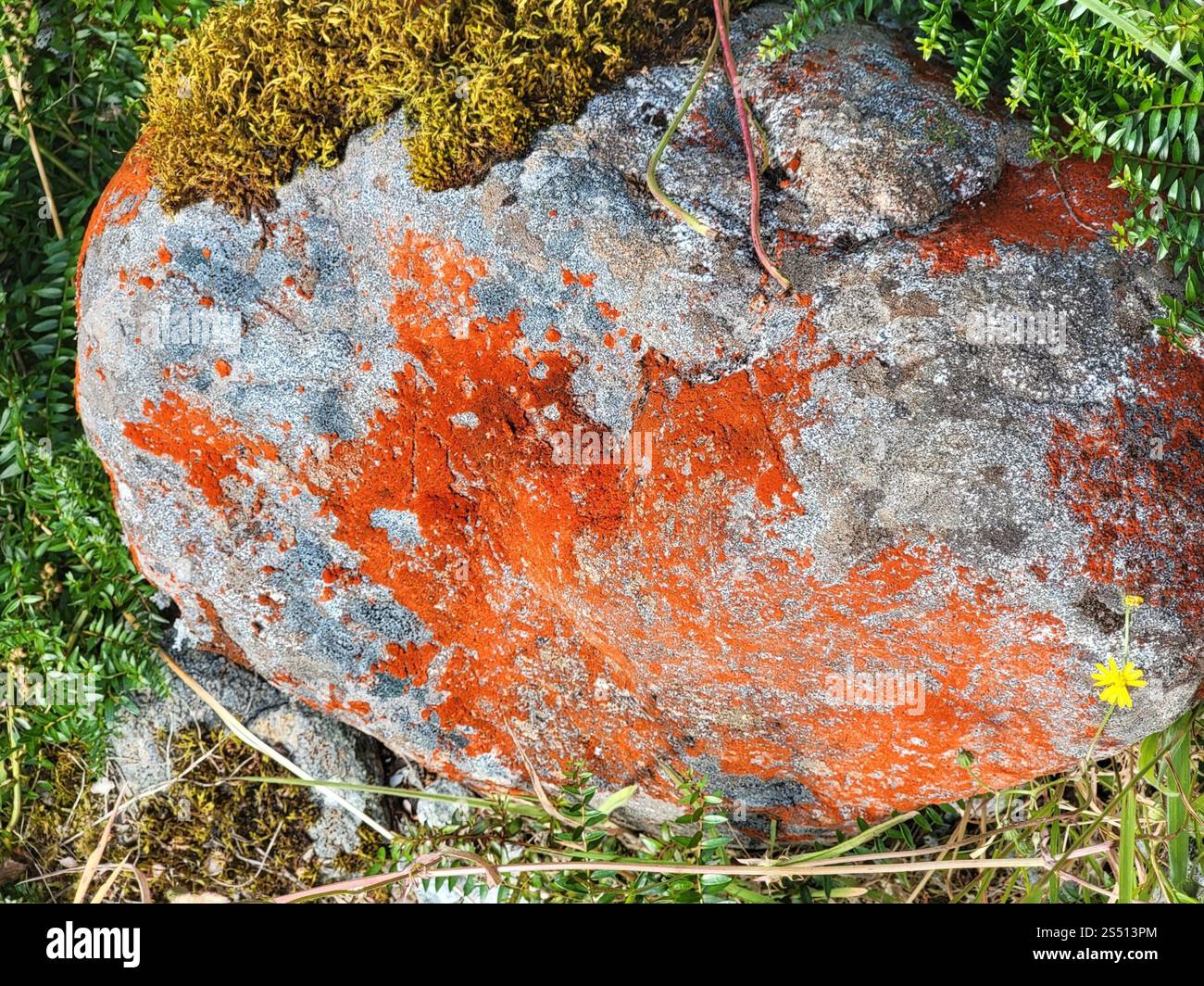 Orange Rock Hair (Trentepohlia aurea Stock Photo - Alamy