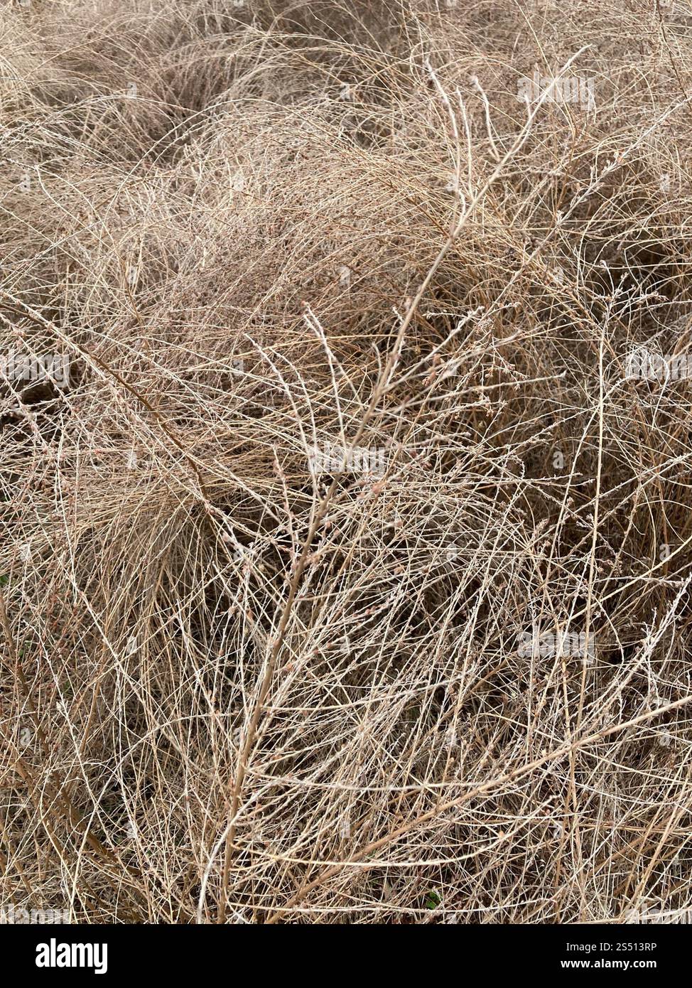 Chinese bushclover (Lespedeza cuneata Stock Photo - Alamy