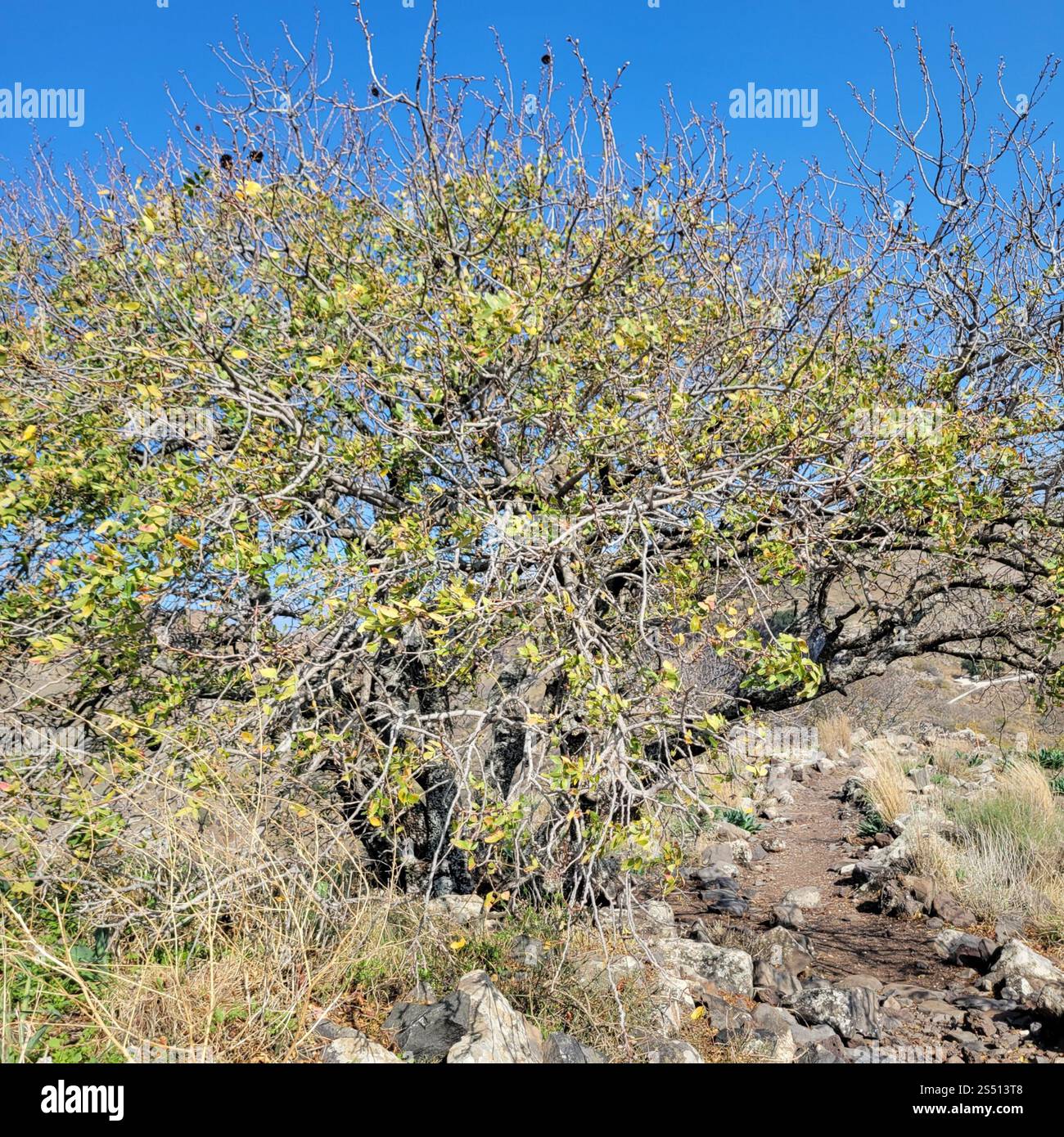 Mount Atlas mastic tree (Pistacia atlantica Stock Photo - Alamy