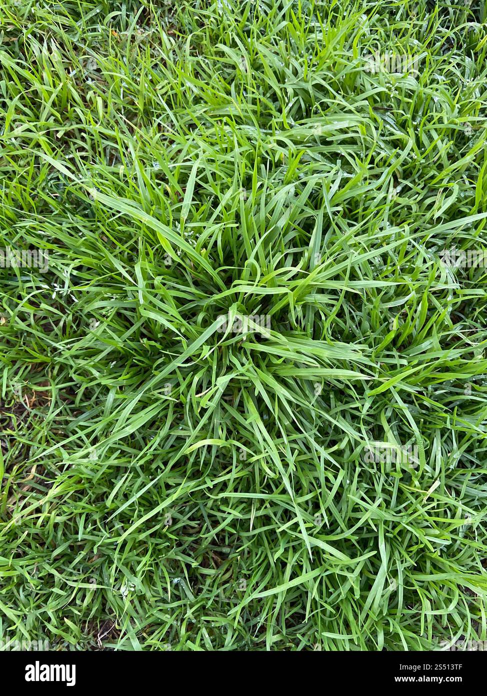 grasses, sedges, cattails, and allies (Poales Stock Photo - Alamy