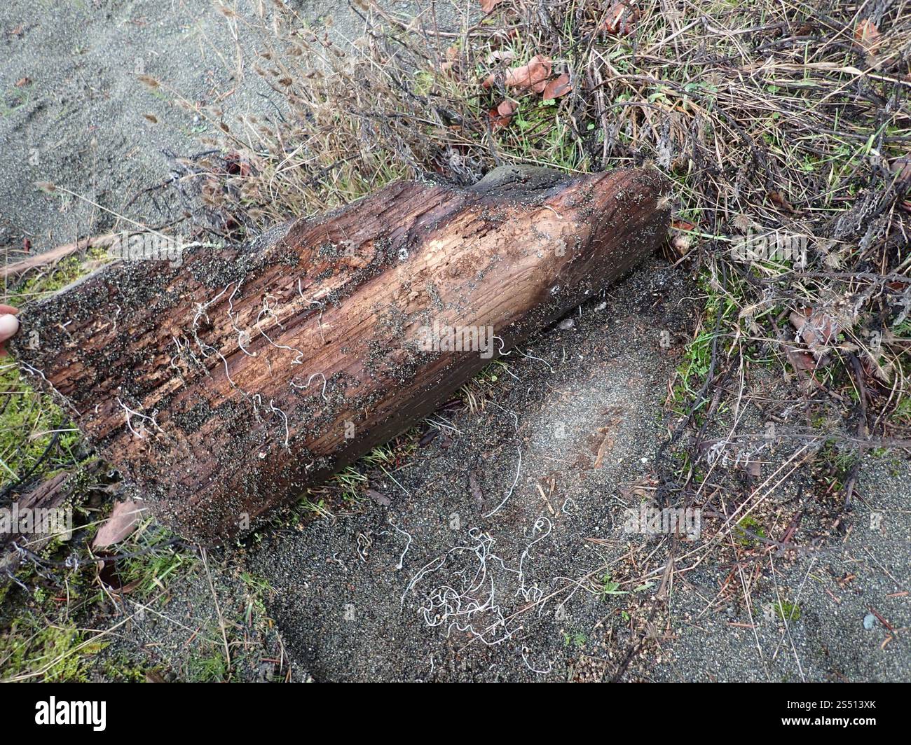 Western Collared Ant (Aphaenogaster occidentalis Stock Photo - Alamy