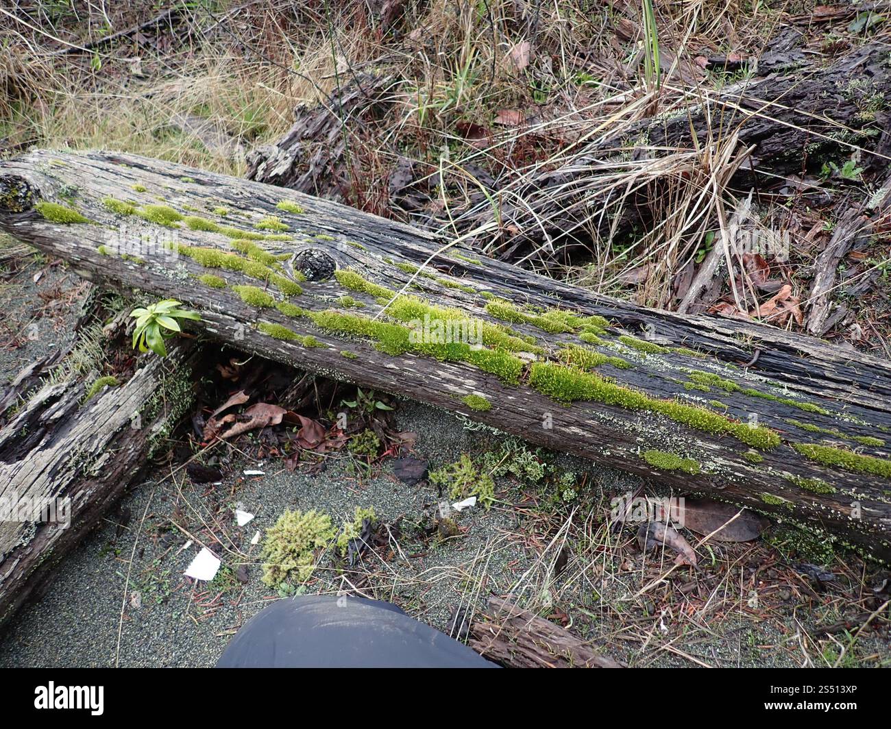 Common Pincushion (Dicranoweisia cirrata Stock Photo - Alamy