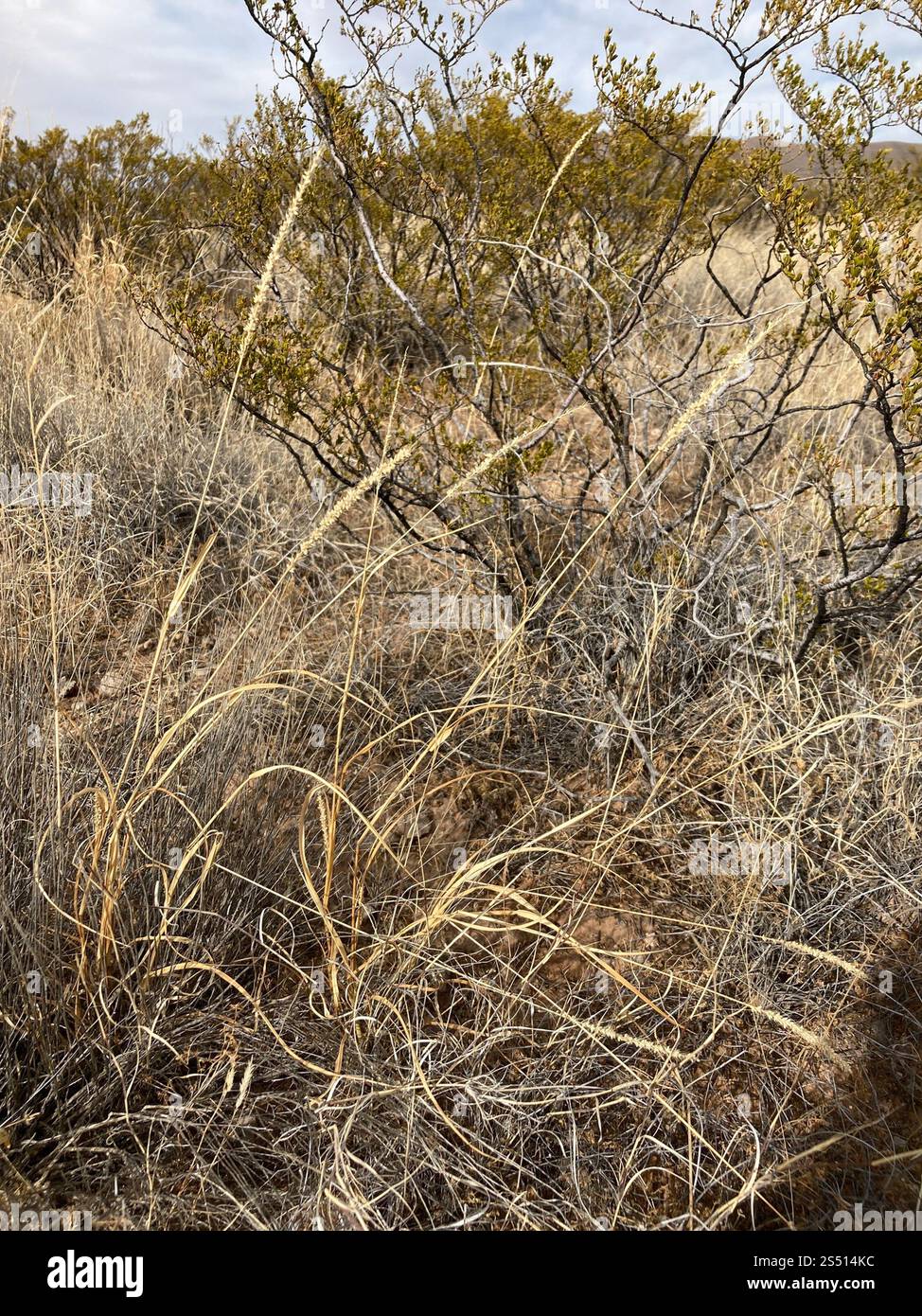 plains bristlegrass (Setaria leucopila Stock Photo - Alamy