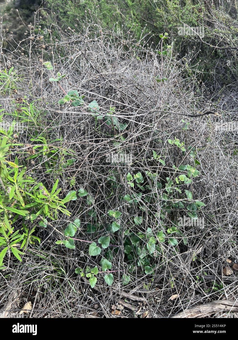 Wishbone Bush (Mirabilis laevis Stock Photo - Alamy