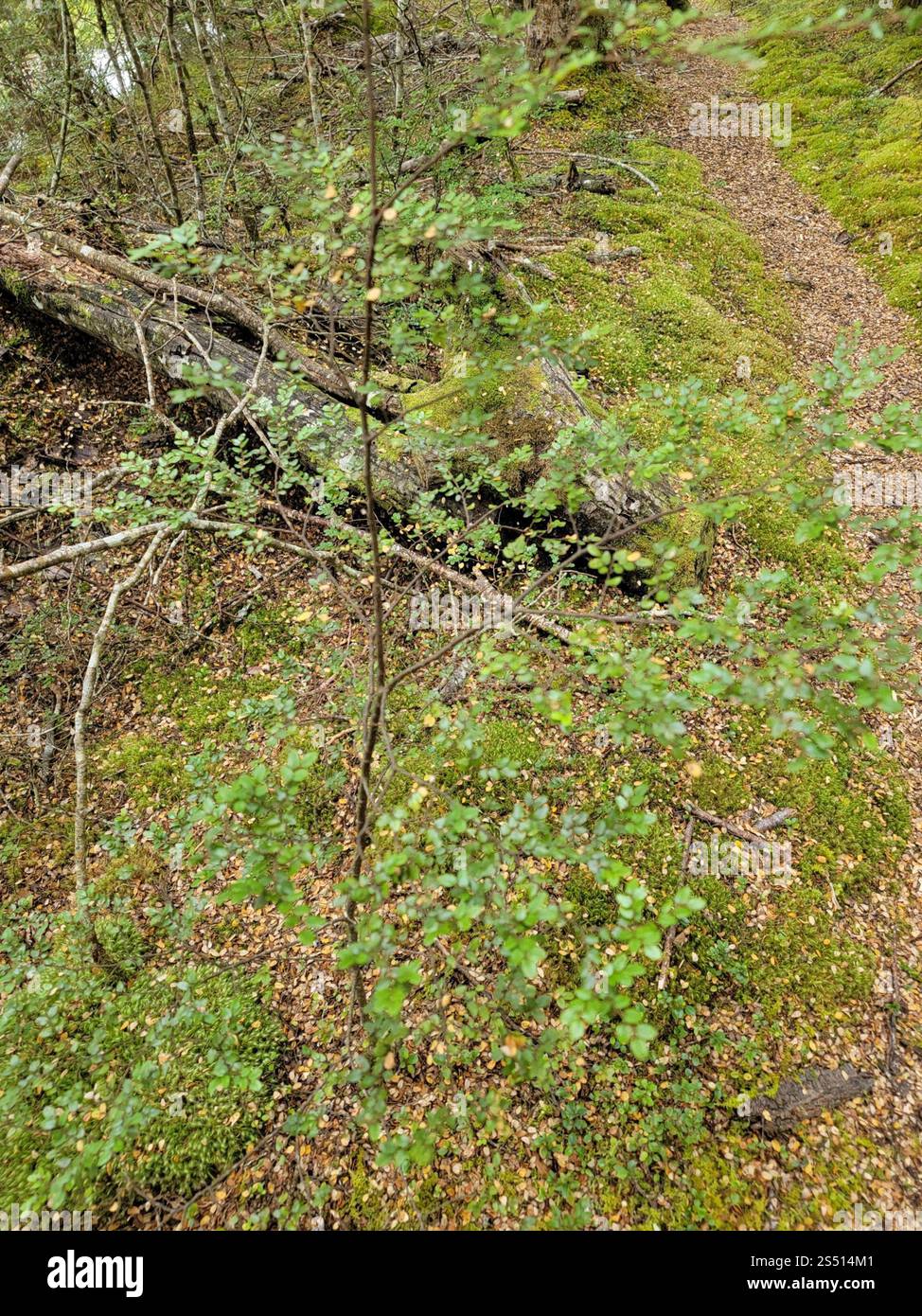 Mountain beech (Nothofagus cliffortioides Stock Photo - Alamy
