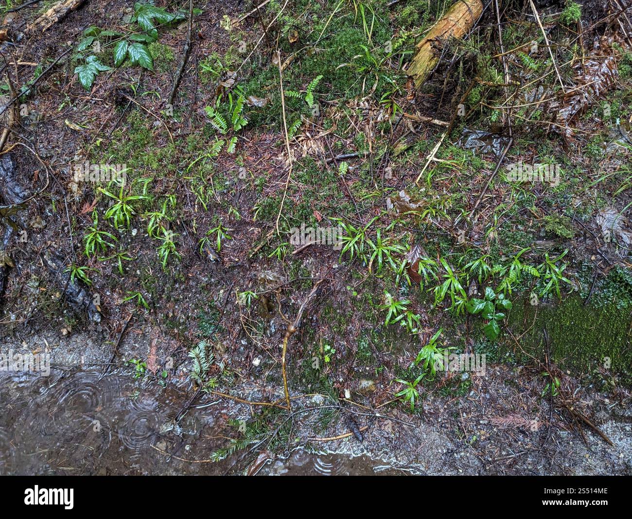 Small-flower Woodrush (Luzula parviflora Stock Photo - Alamy