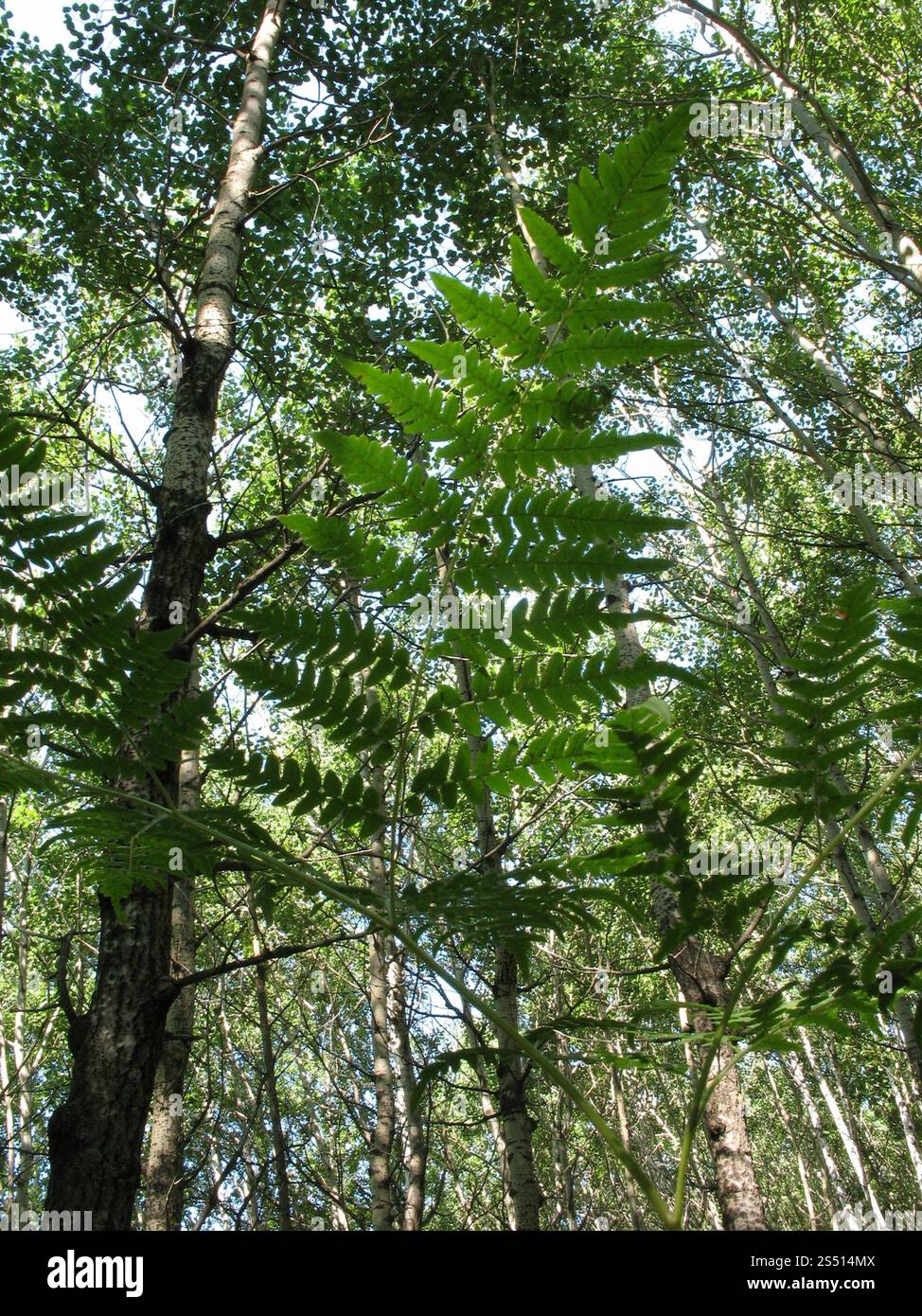 pinewood bracken (Pteridium pinetorum Stock Photo - Alamy