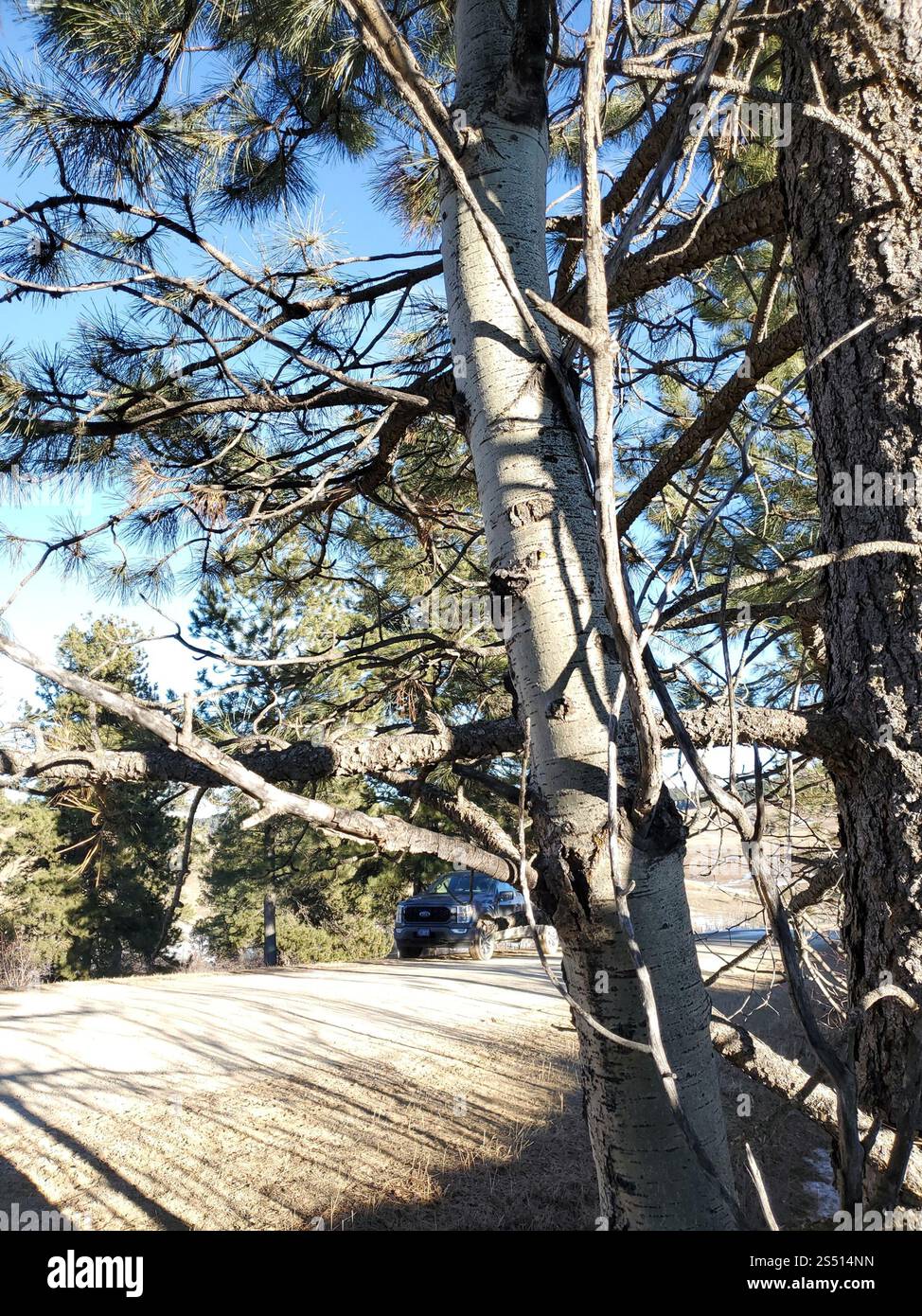 quaking aspen (Populus tremuloides Stock Photo - Alamy