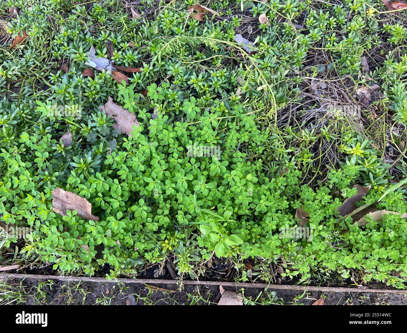 Petty Spurge (Euphorbia peplus Stock Photo - Alamy