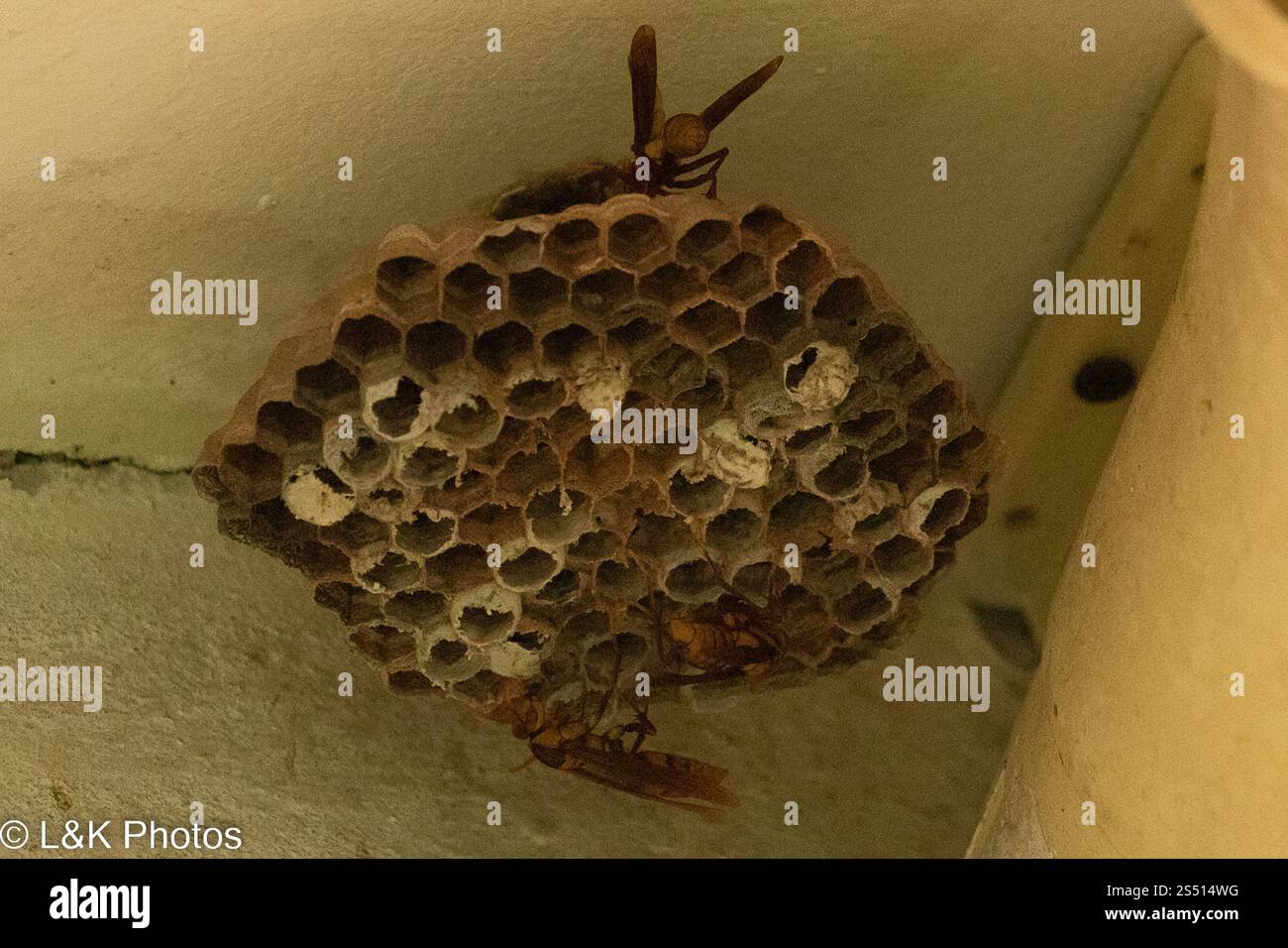 Executioner Wasp (Polistes carnifex Stock Photo - Alamy