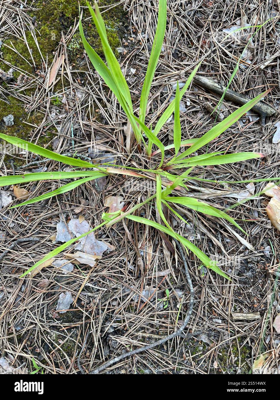 Hairy Woodrush (Luzula pilosa Stock Photo - Alamy