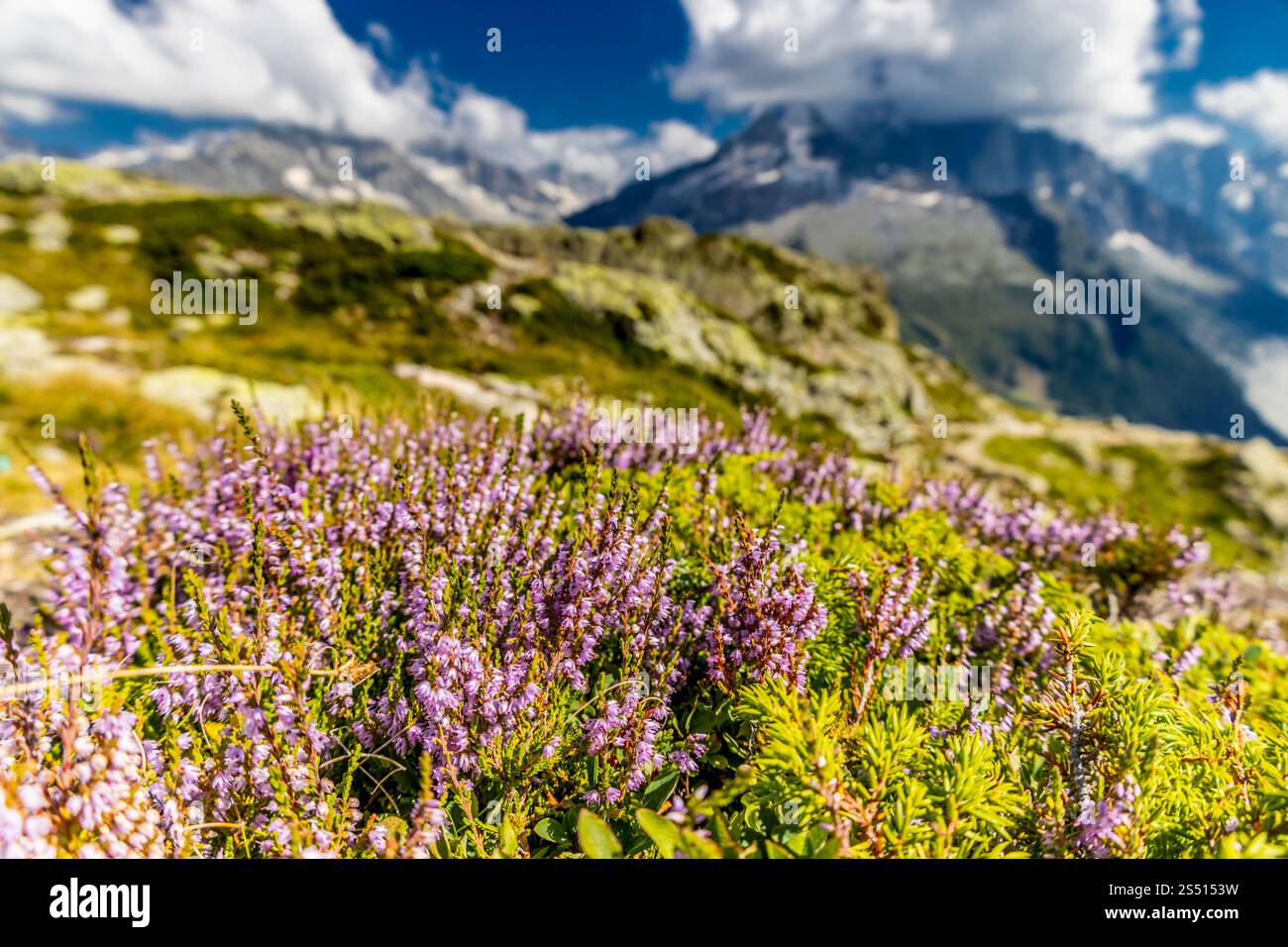 Colorful flowers in blossom in the wild nature on the mountain meadows ...