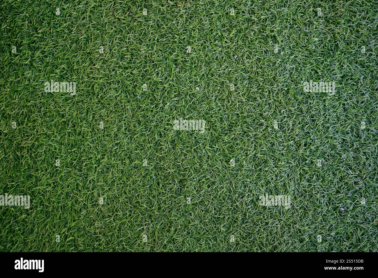 Field of fresh green lawn grass texture natural background Stock Photo ...