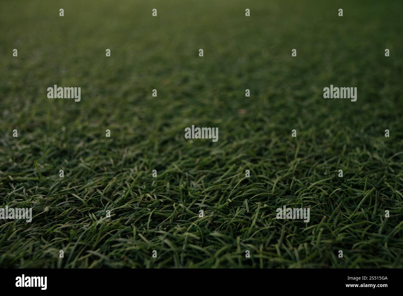 Field of fresh green lawn grass texture natural background Stock Photo ...