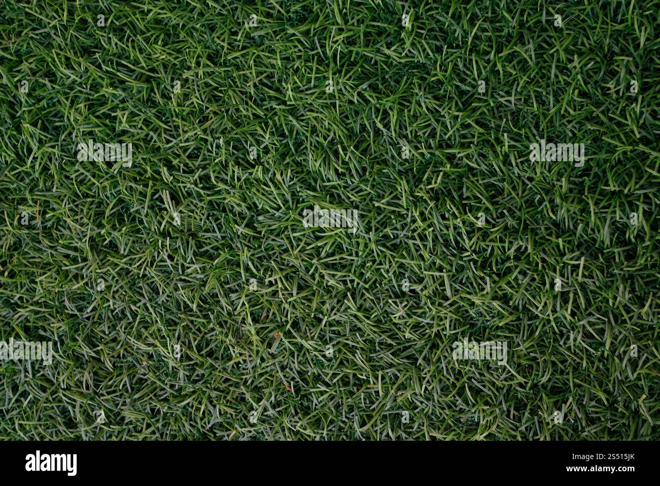 Field of fresh green lawn grass texture natural background Stock Photo ...