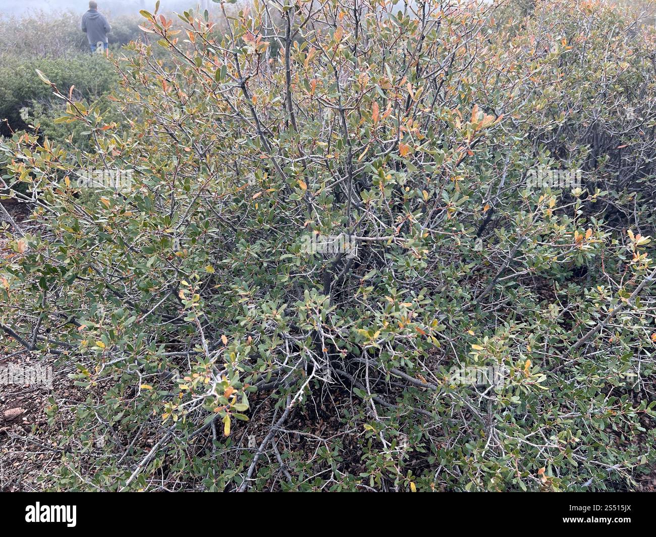 California scrub oak (Quercus berberidifolia Stock Photo - Alamy