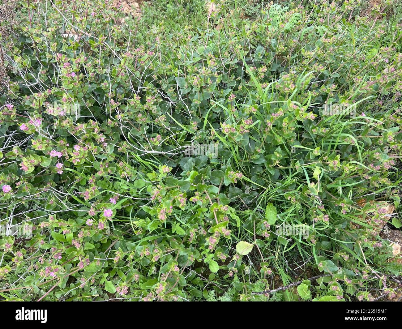 Wishbone Bush (Mirabilis laevis Stock Photo - Alamy