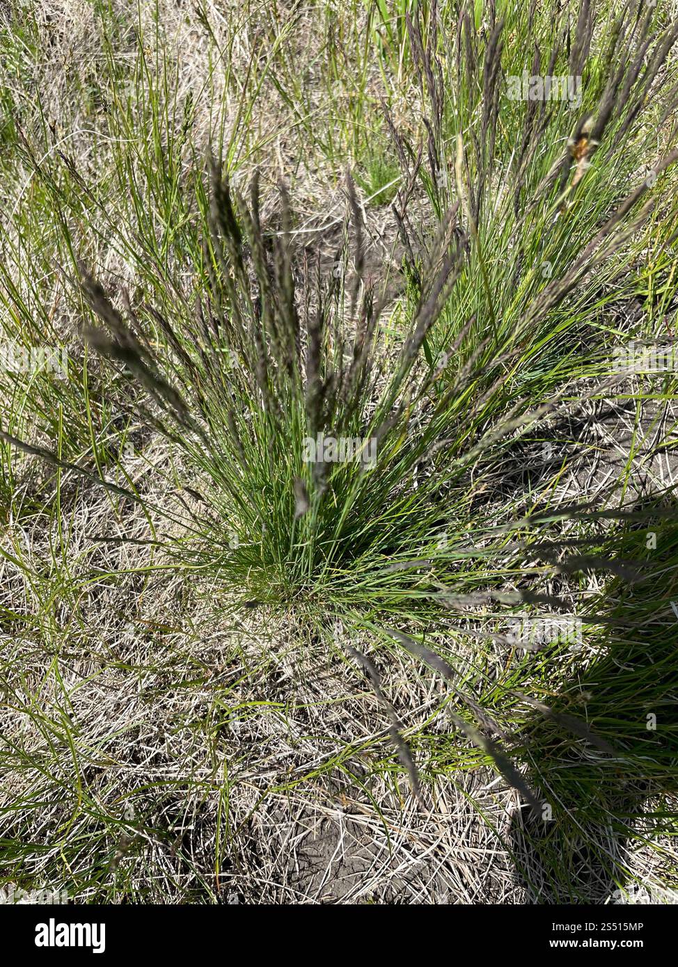Valais Fescue (Festuca valesiaca Stock Photo - Alamy