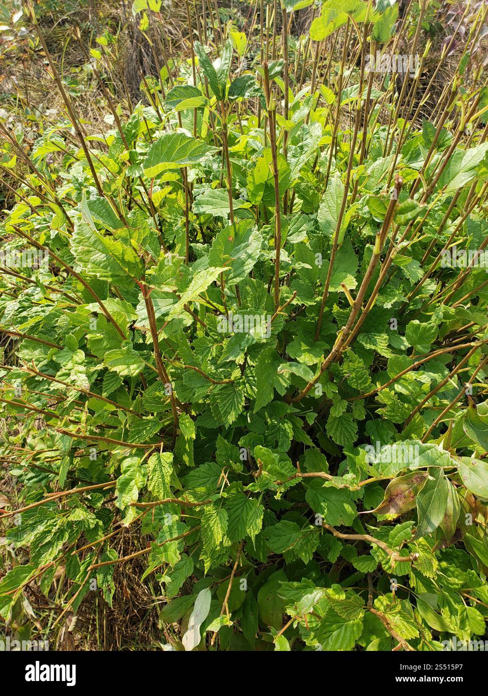 common ninebark (Physocarpus opulifolius Stock Photo - Alamy