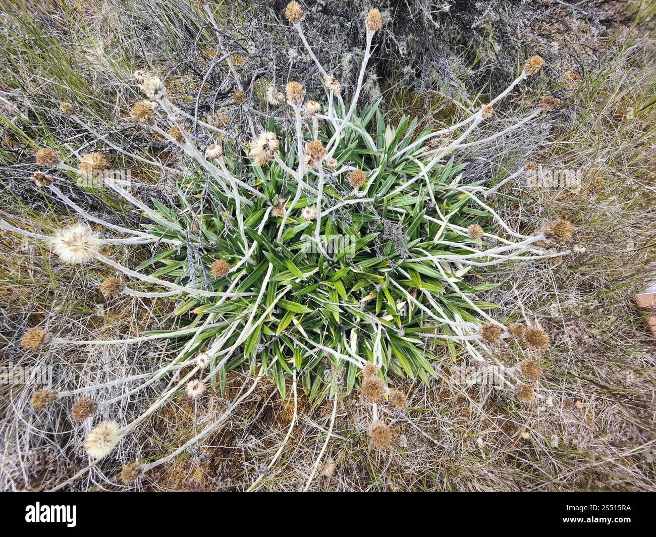 Cotton daisy (Celmisia spectabilis Stock Photo - Alamy