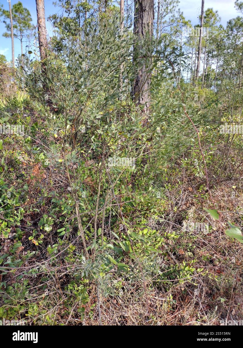 groundsel tree (Baccharis halimifolia Stock Photo - Alamy