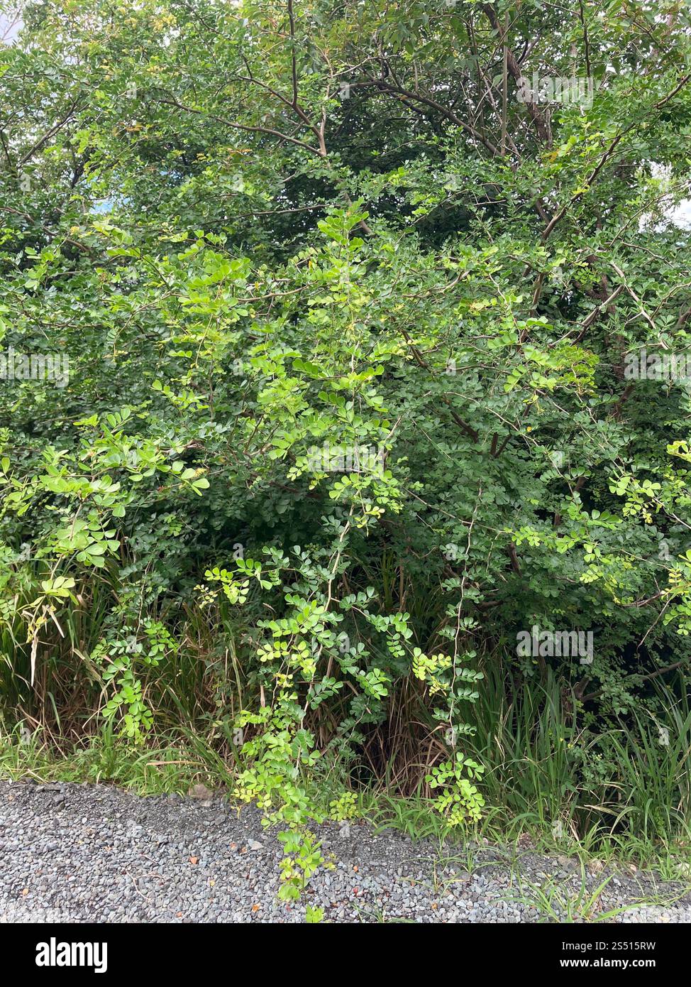 Bloodwood Tree (Haematoxylum campechianum Stock Photo - Alamy