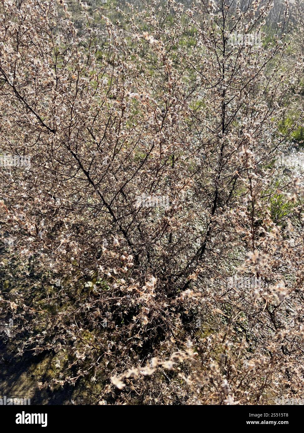 Stinkwort (Dittrichia graveolens Stock Photo - Alamy