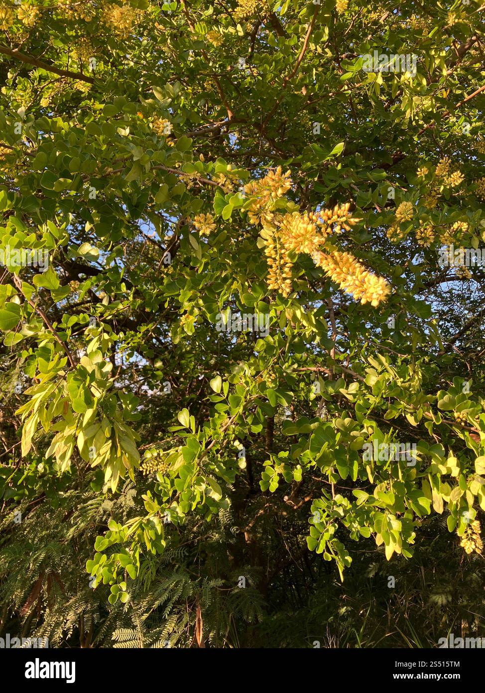 Bloodwood Tree (Haematoxylum campechianum Stock Photo - Alamy