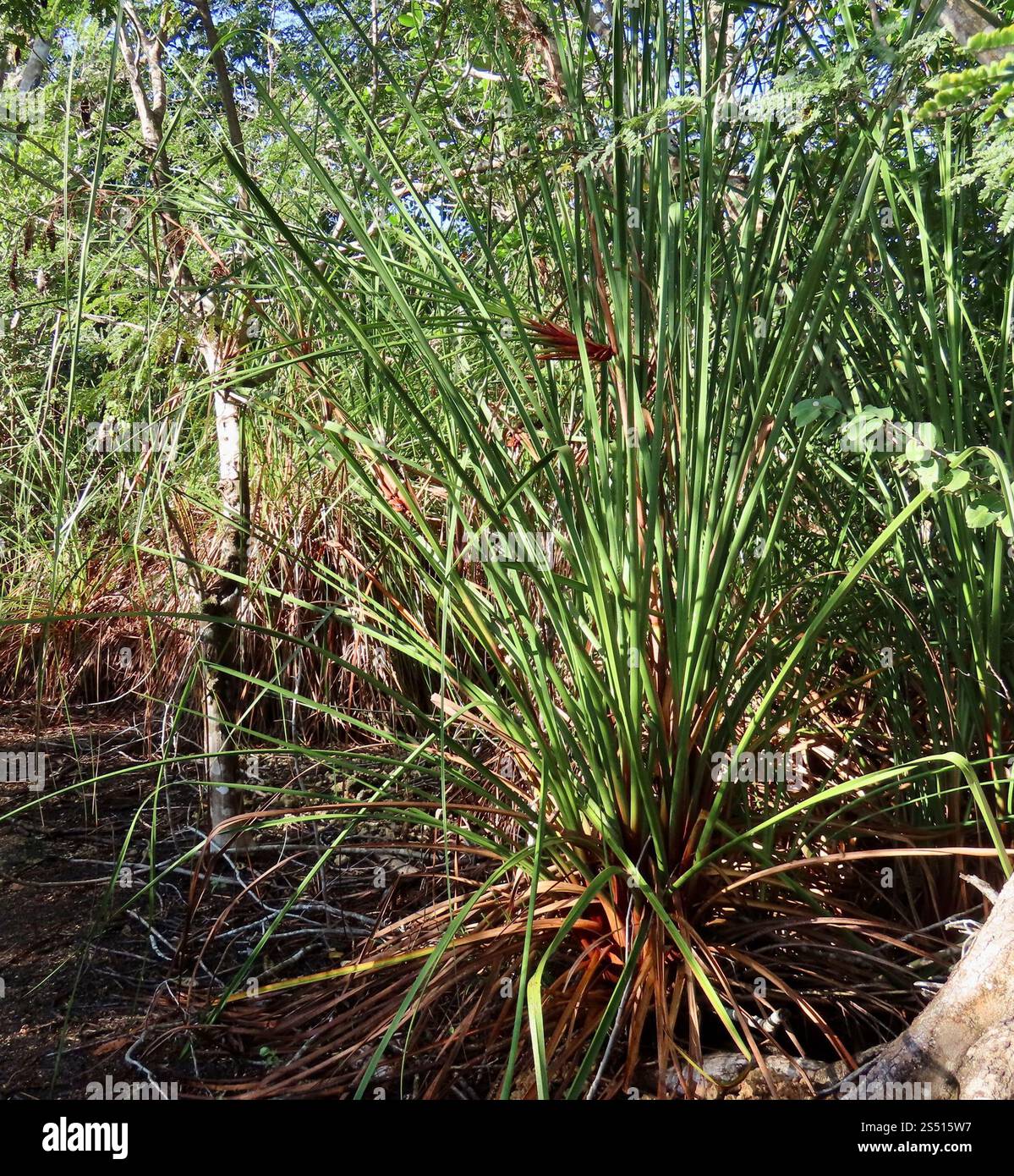 Swamp Sawgrass (Cladium mariscus Stock Photo - Alamy