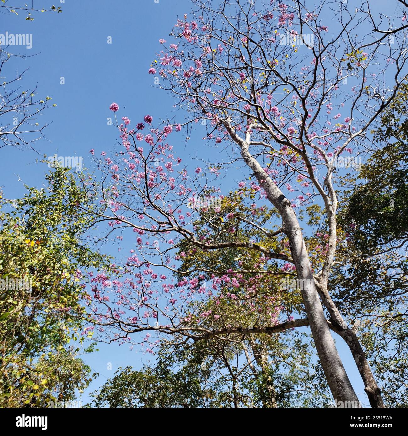 Pink poui (Tabebuia rosea Stock Photo - Alamy
