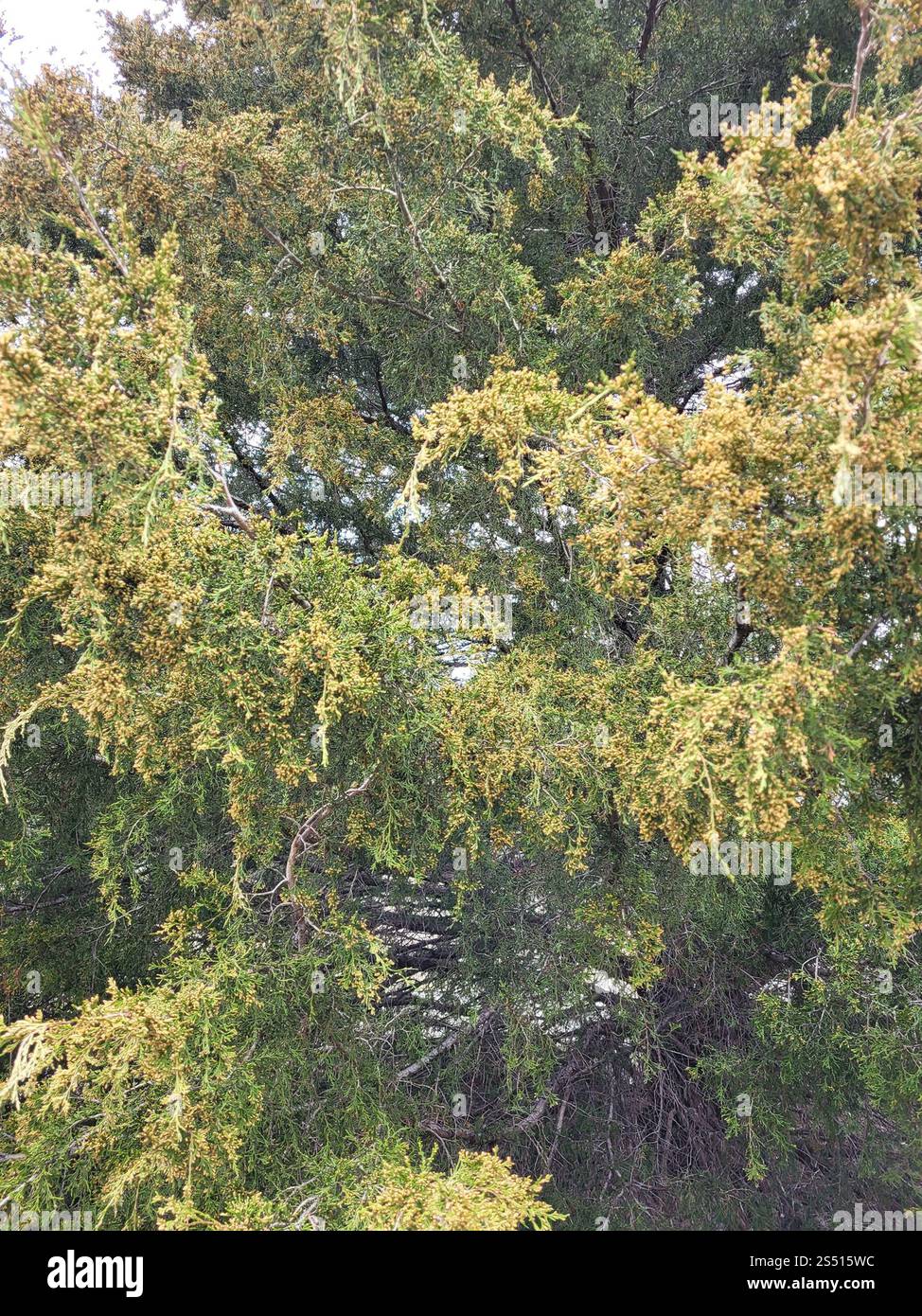 eastern redcedar (Juniperus virginiana Stock Photo - Alamy